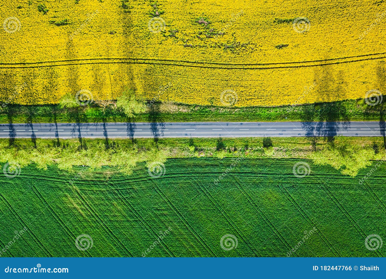 Top Down View of Yellow Fields in Sunny Day Stock Photo - Image of ...