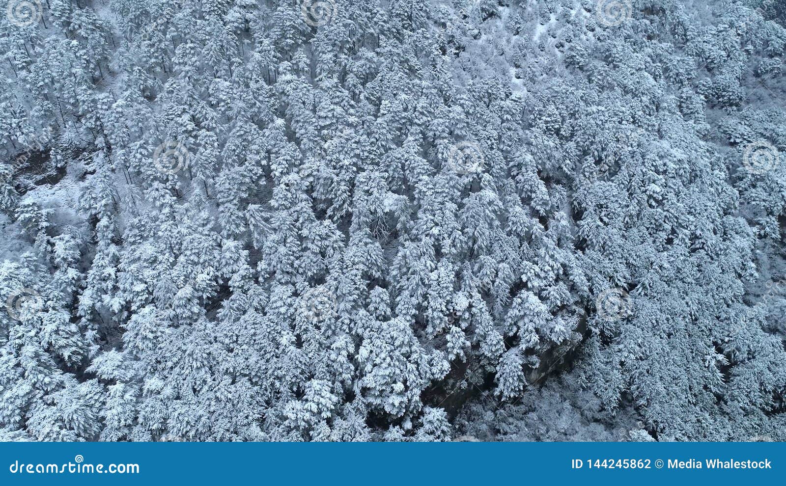 Top Down View of the Young Snow-covered Coniferous Forest. Shot ...