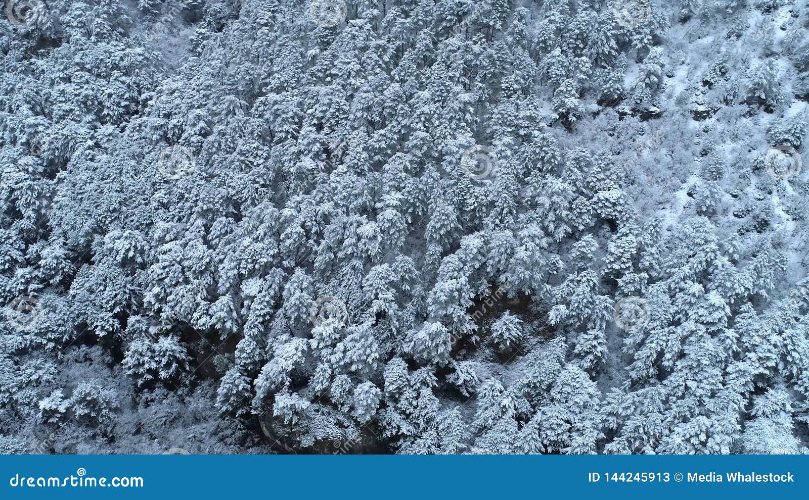 Top Down View of the Young Snow-covered Coniferous Forest. Shot ...