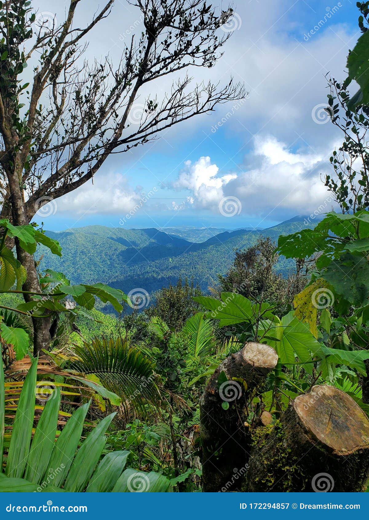 Top of El Yunque in Puerto Rico Stock Image - Image of yunque, puerto ...