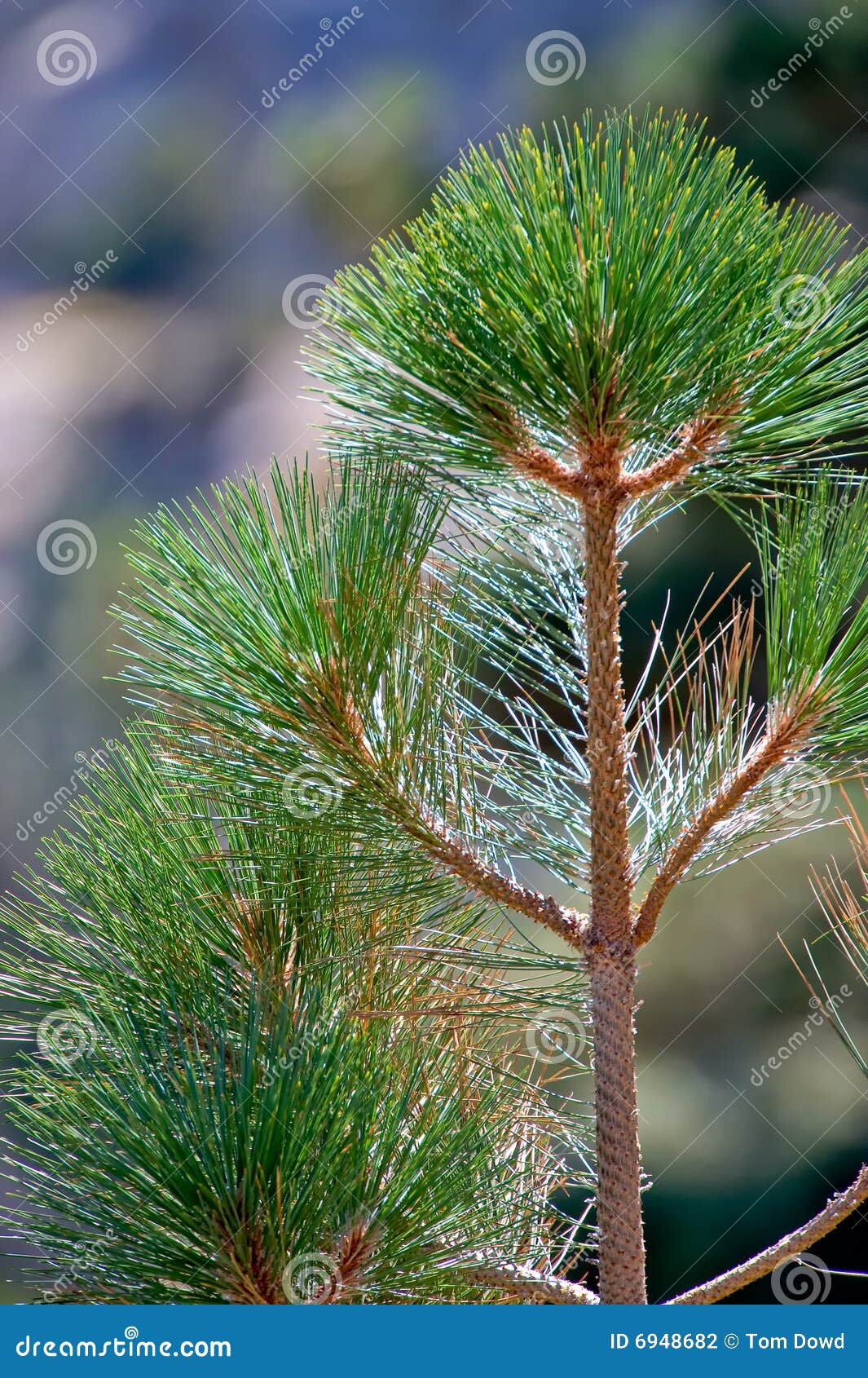 Top of evergreen stock photo. Image of bush, detailed - 6948682