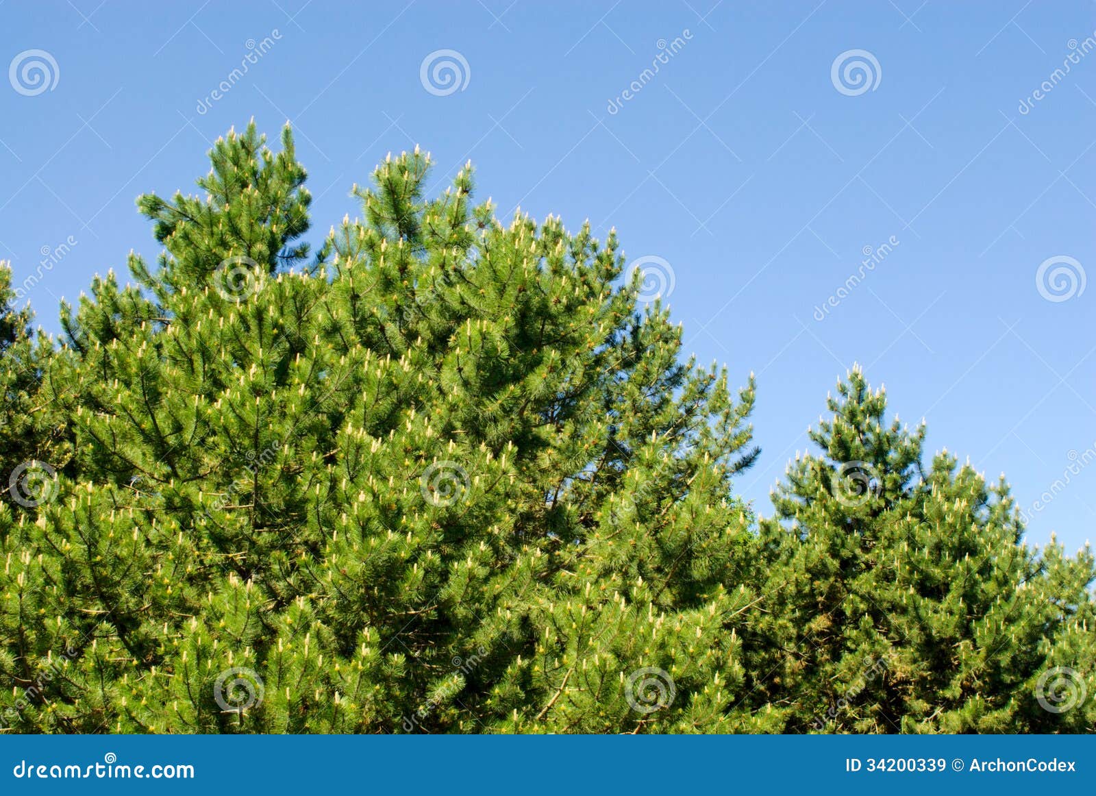 Top of evergreen trees stock image. Image of stem, bush - 34200339