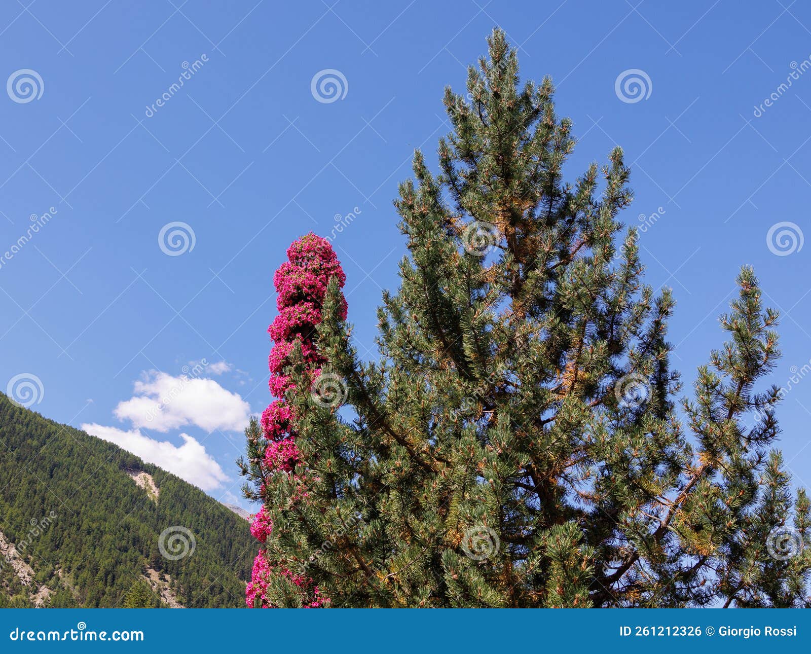 Top of a Fir Tree Flanked by the Tip of a Tree with Pink Flowers Stock ...