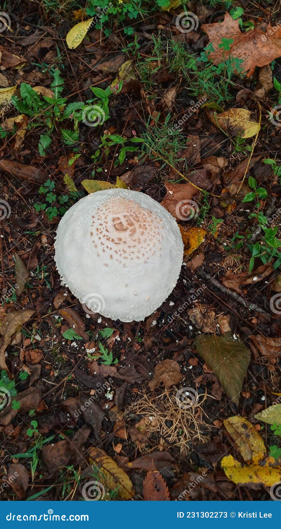 Top of fluffy mushroom stock image. Image of forest - 231302273
