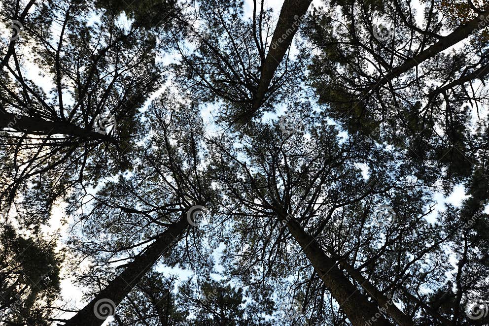 Top of forest stock image. Image of nature, yellow, pine - 27232611