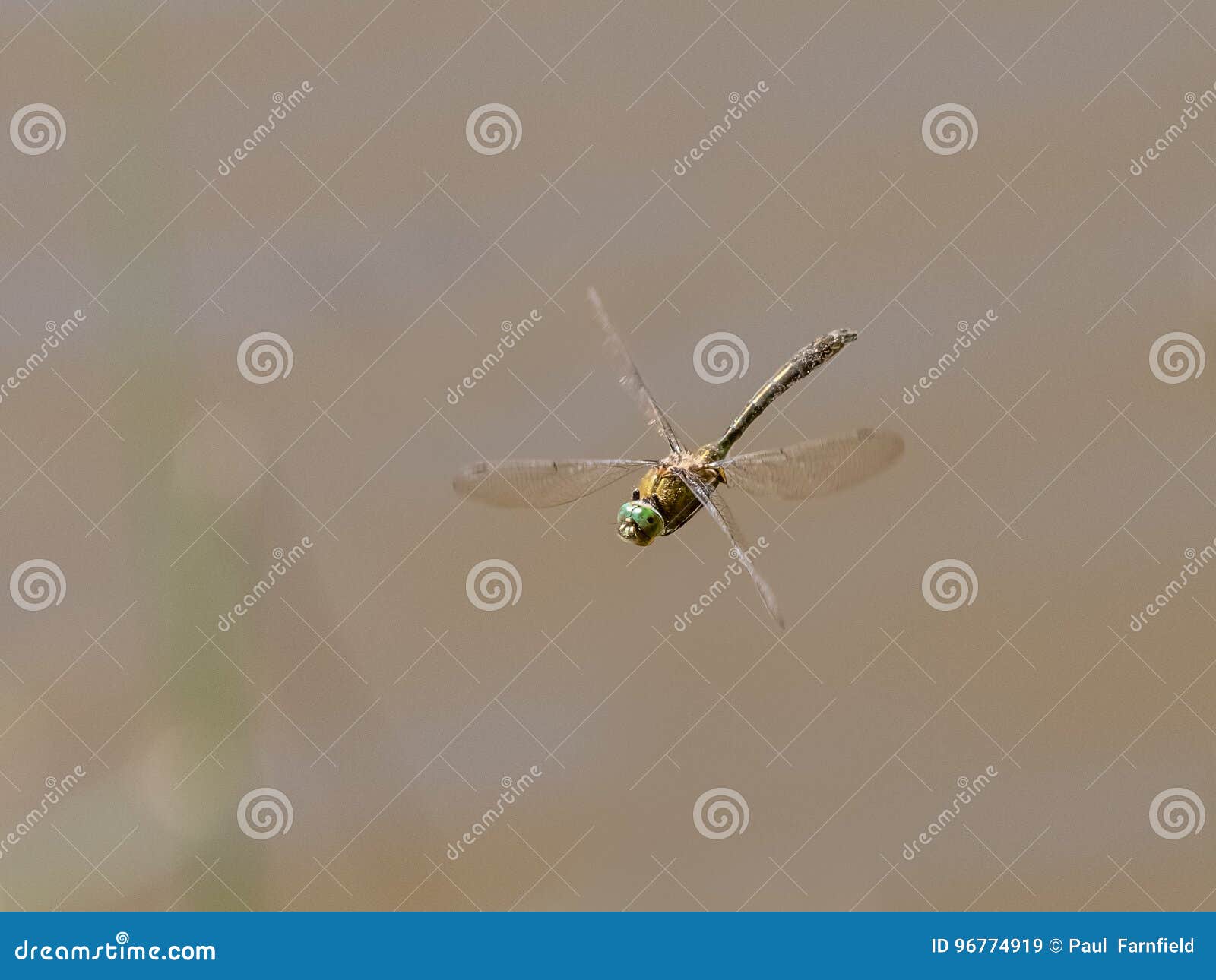 Top Front View of Downy Emerald Dragonfly Cordulia Aenea Stock Image ...