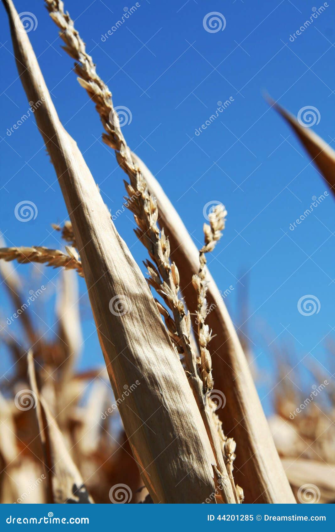 14,270 Golden Corn Husk Stock Photos - Free & Royalty-Free Stock Photos ...