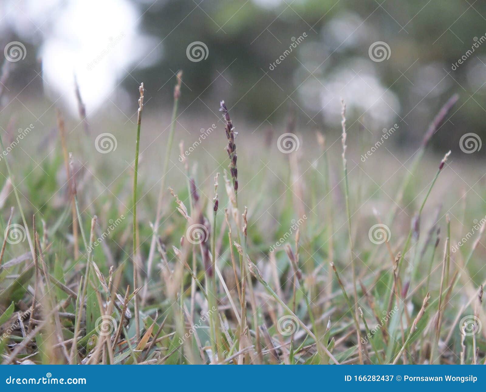 The Top of the Grass is Soft and the Grass is Nice To Sleep. Stock ...