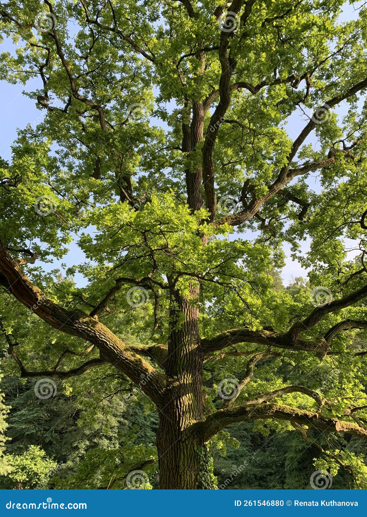 Oak tree stock photo. Image of botanical, flora, season - 261546880