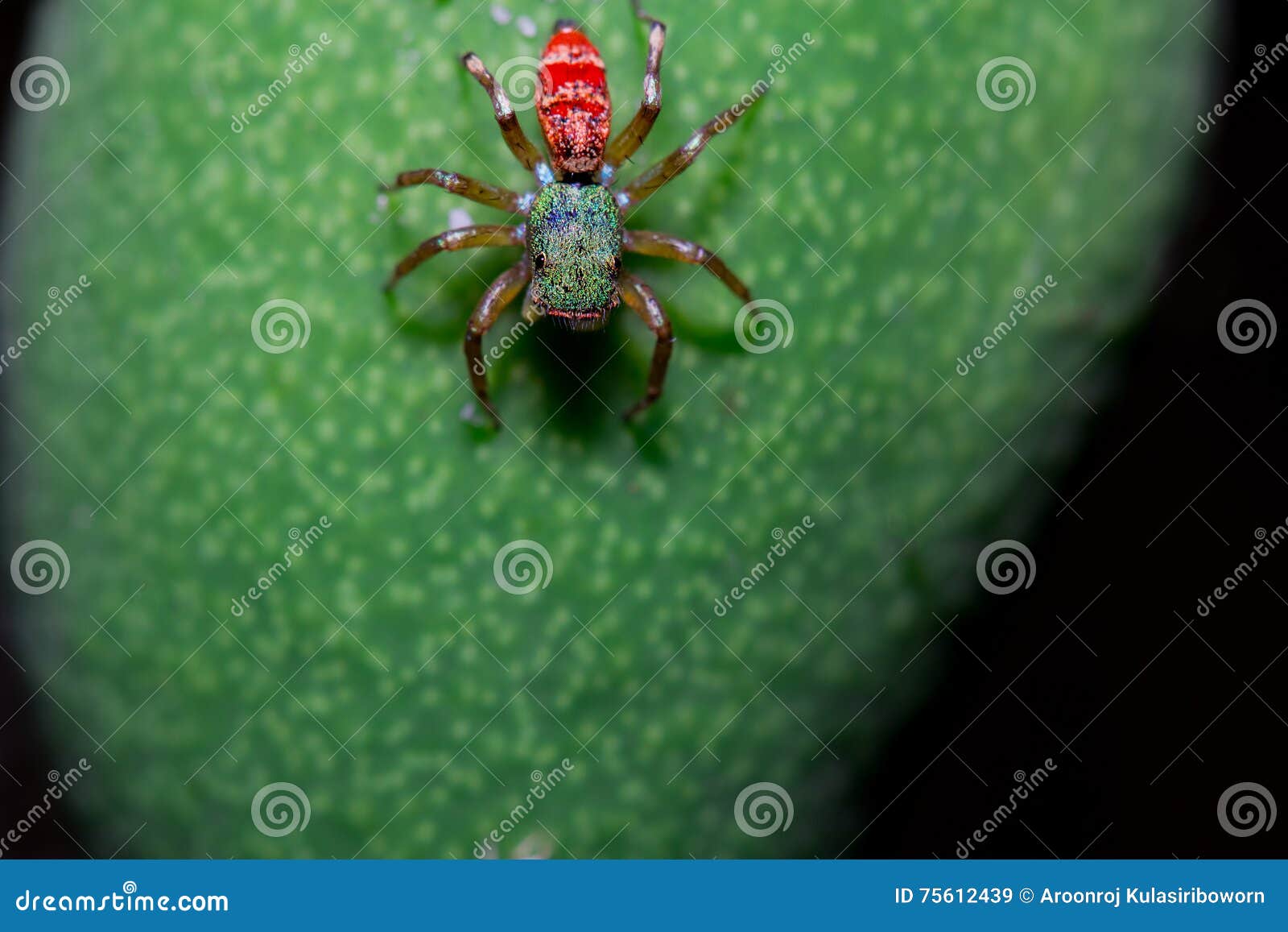 A Top of Green and Red Spider on the Mango Stock Image - Image of ...