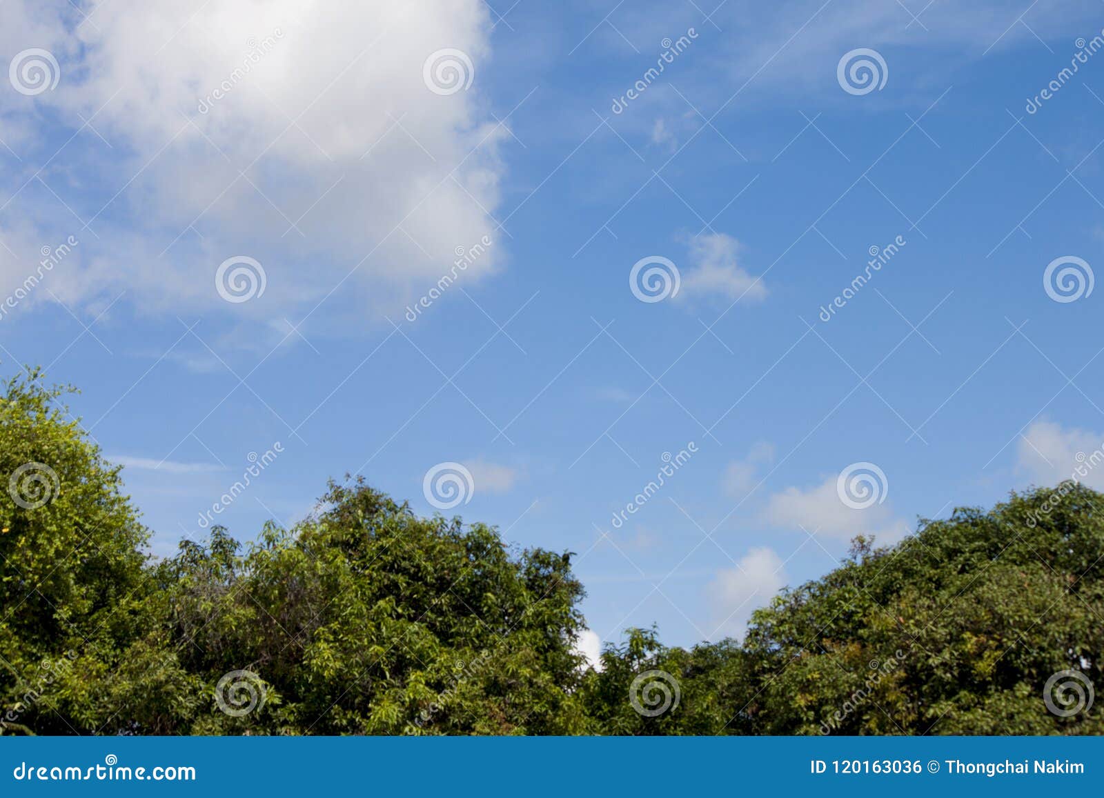 Tree Under White Cloud and Blue Sky. Stock Photo - Image of sunny ...
