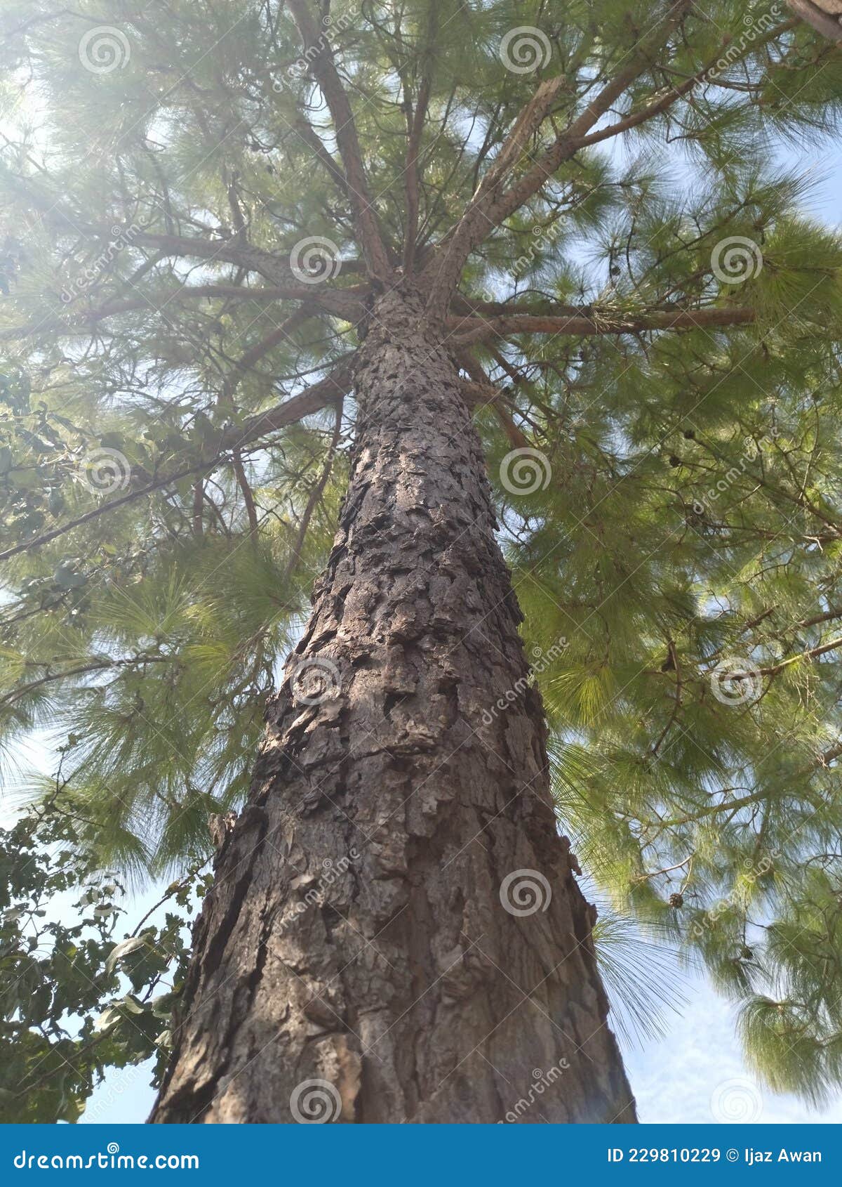Top higher tree stock image. Image of spruce, leaf, highest - 229810229