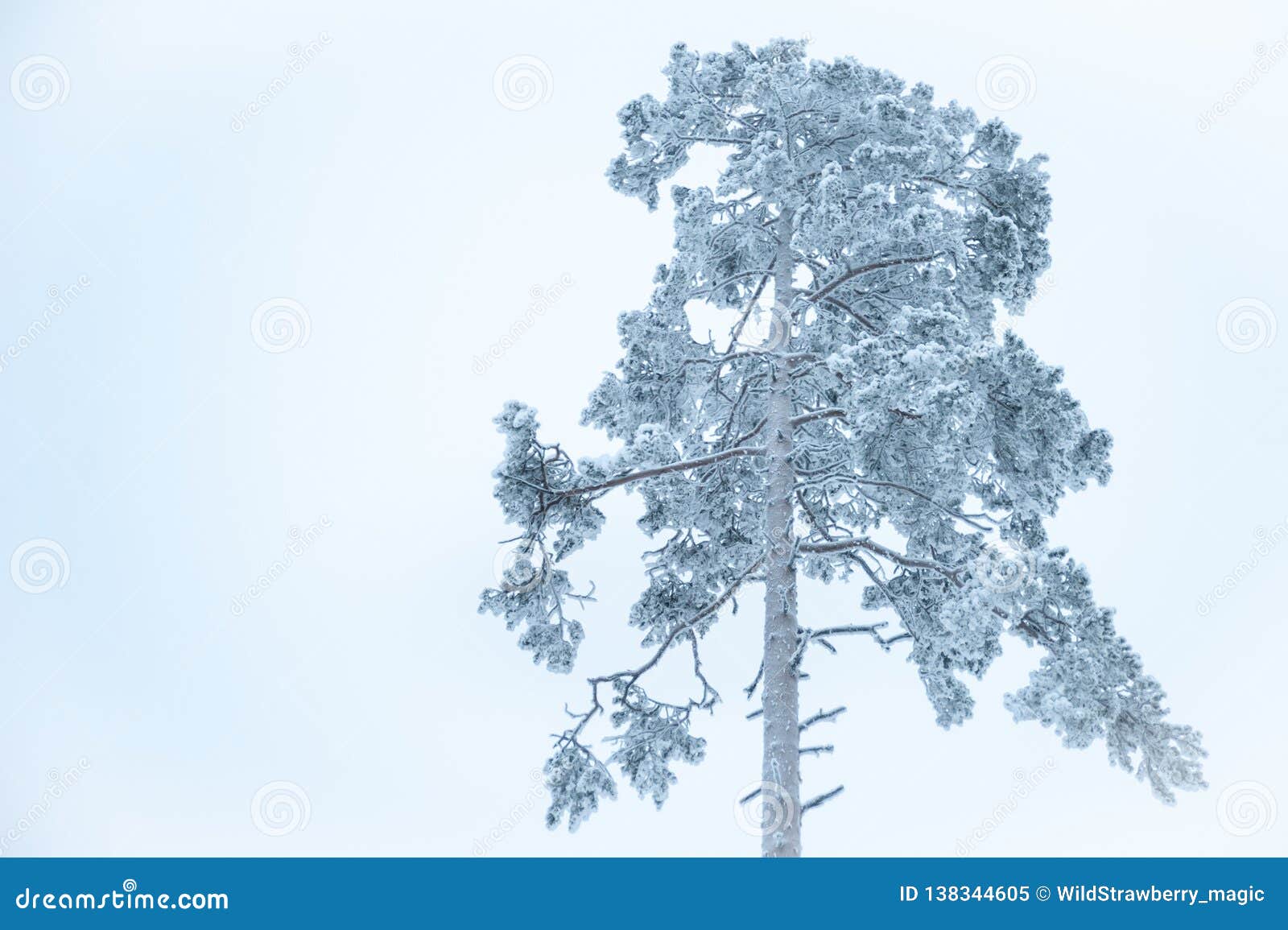 The Top of a Huge Pine Tree in the Snow Stock Image - Image of design ...