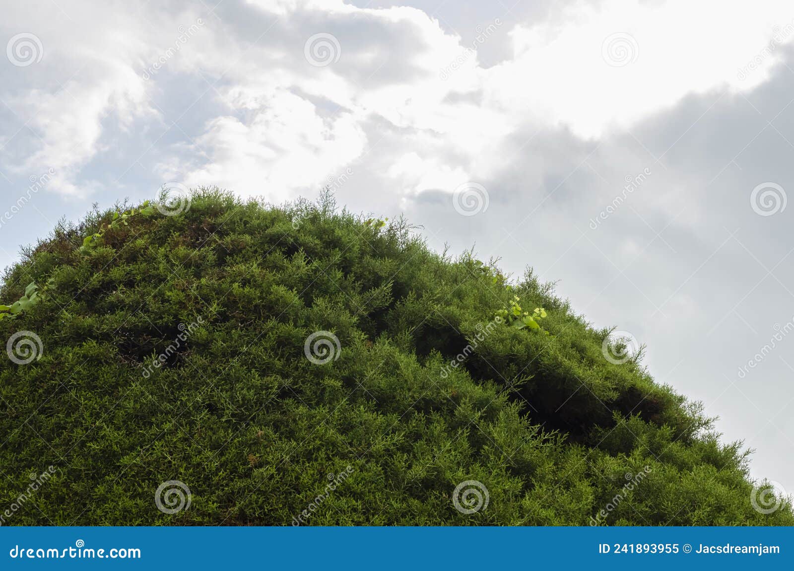 The Top of a Large Cupressus Macrocarpa Tree Stock Image - Image of ...