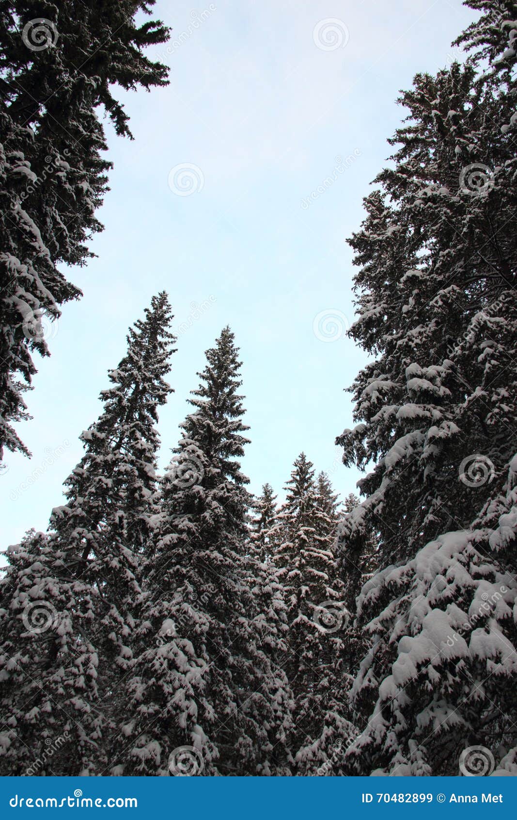 Top of large fir trees stock image. Image of nature, beauty - 70482899