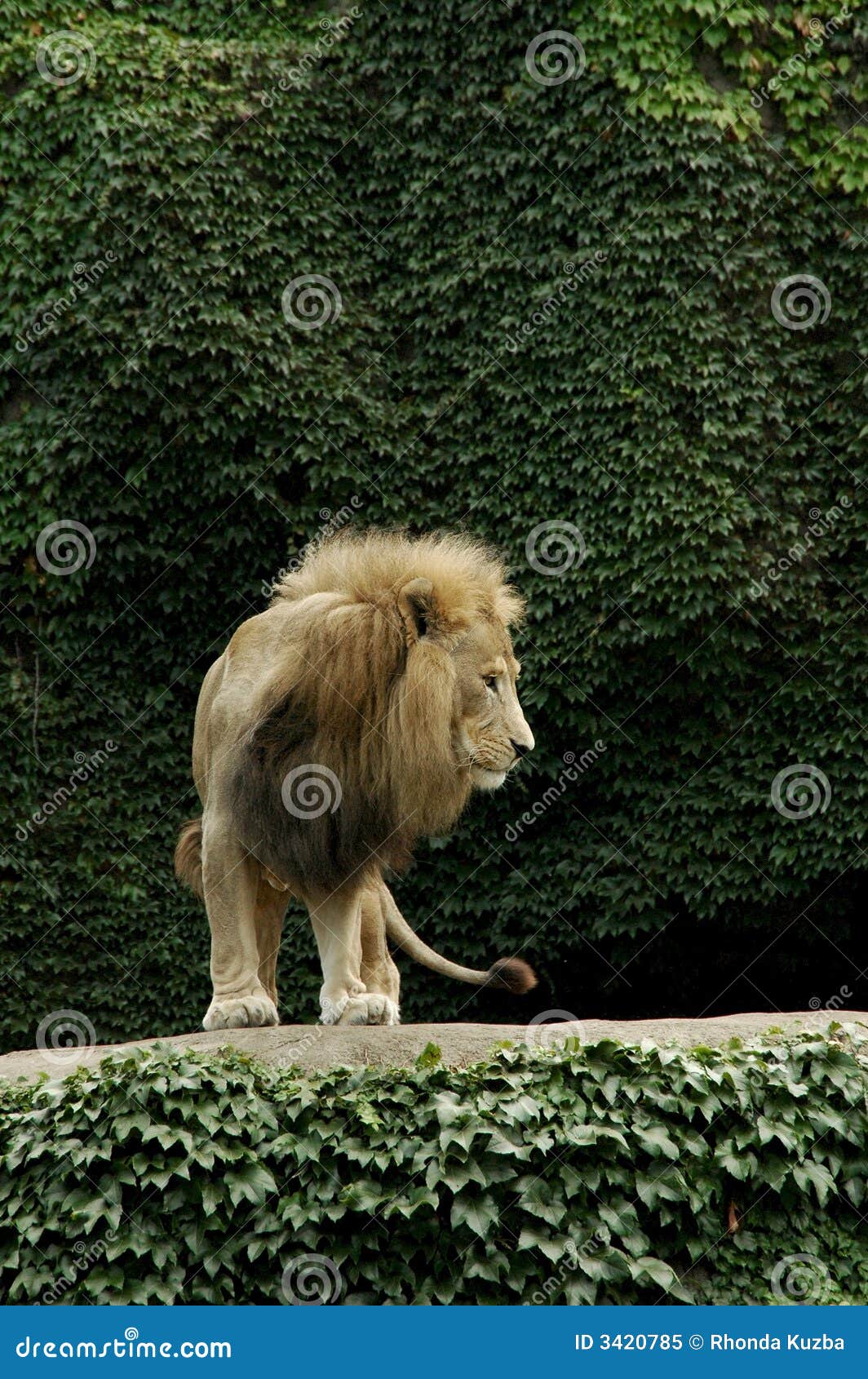 Top Lion Picture. Image: 3420785