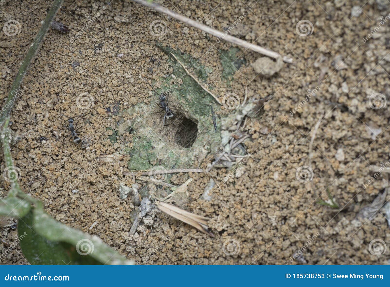 Formicary Anthill Surrounded by Sandworm Faeces. Stock Image - Image of ...