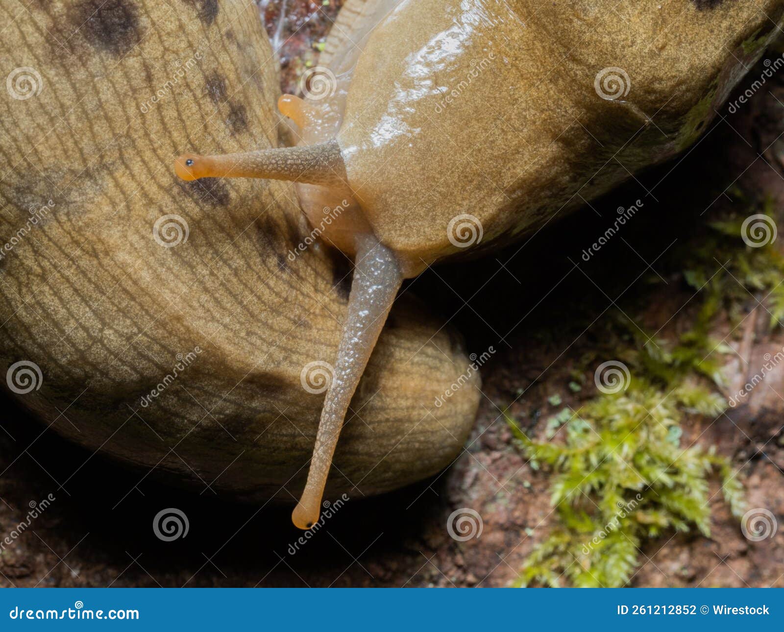 Top Macro View of a Beige Slug Curved on the Ground Stock Photo - Image ...