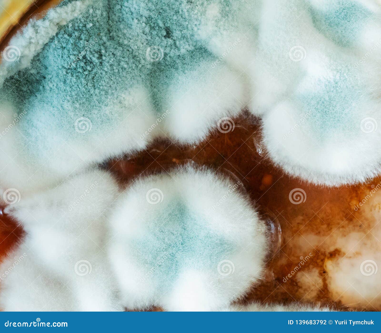 Top Macro View of Blue-green Mold on Jam Stock Photo - Image of ...