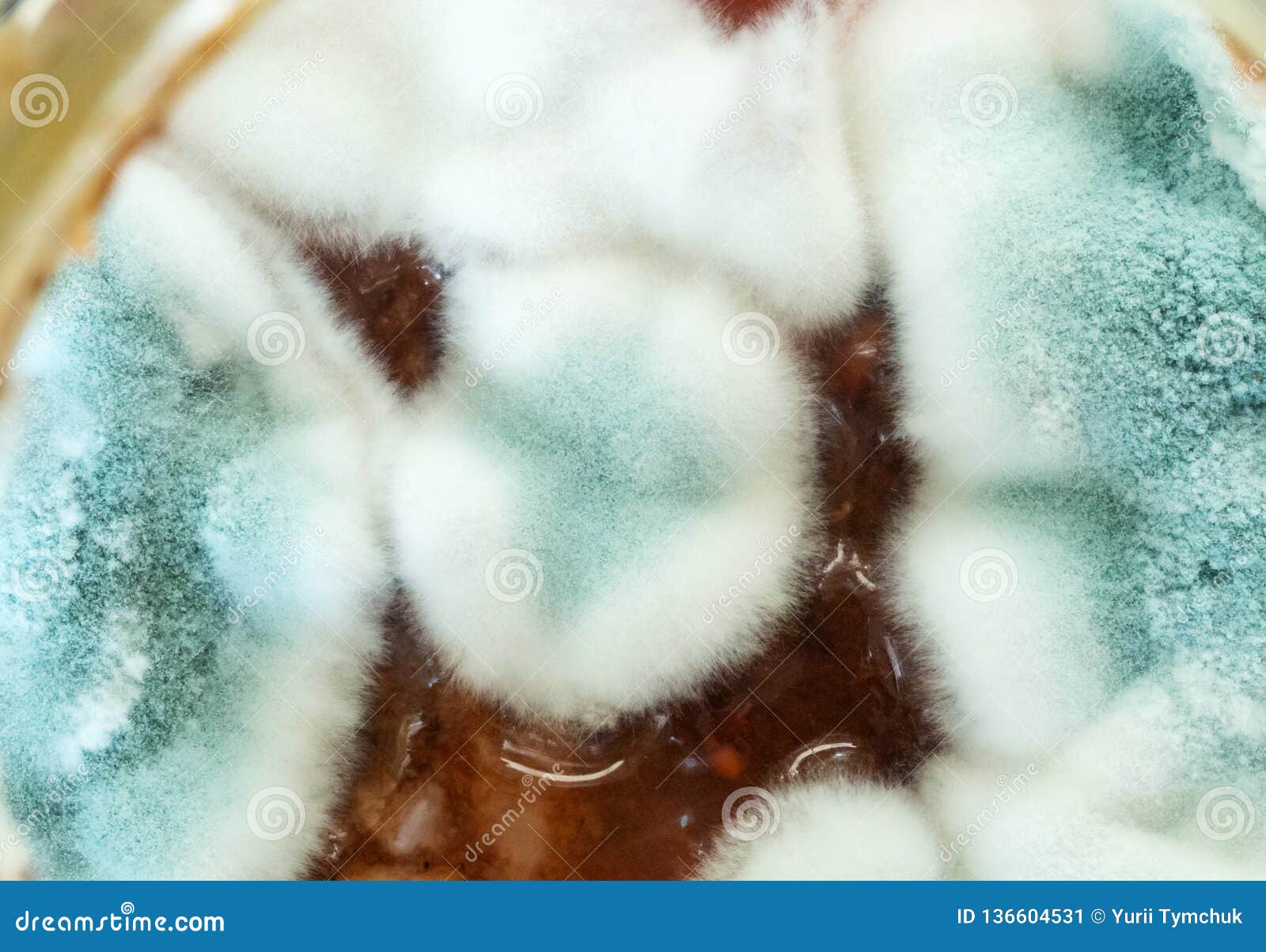 Top Macro View of Blue-green Mould on Jam Stock Image - Image of fungus ...