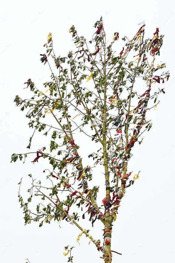 Top of Maypole stock photo. Image of celebrate, tree - 40513254