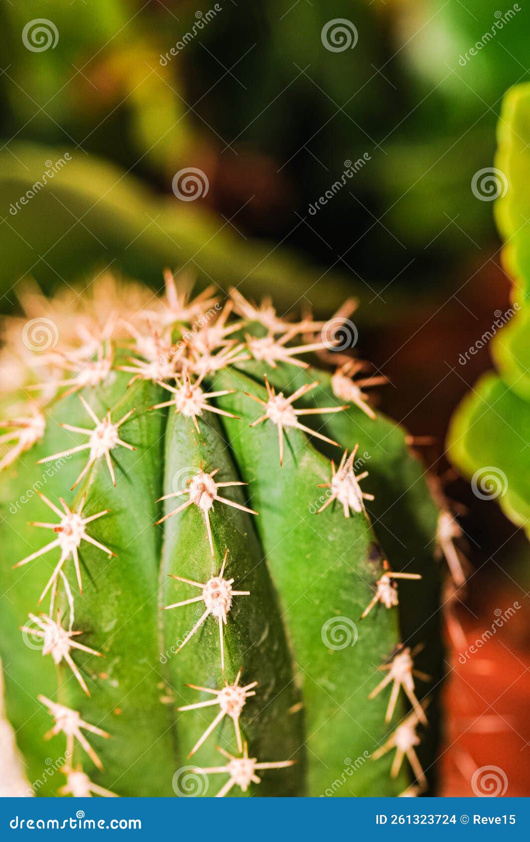Top of miniature cactus stock photo. Image of miniature - 261323724