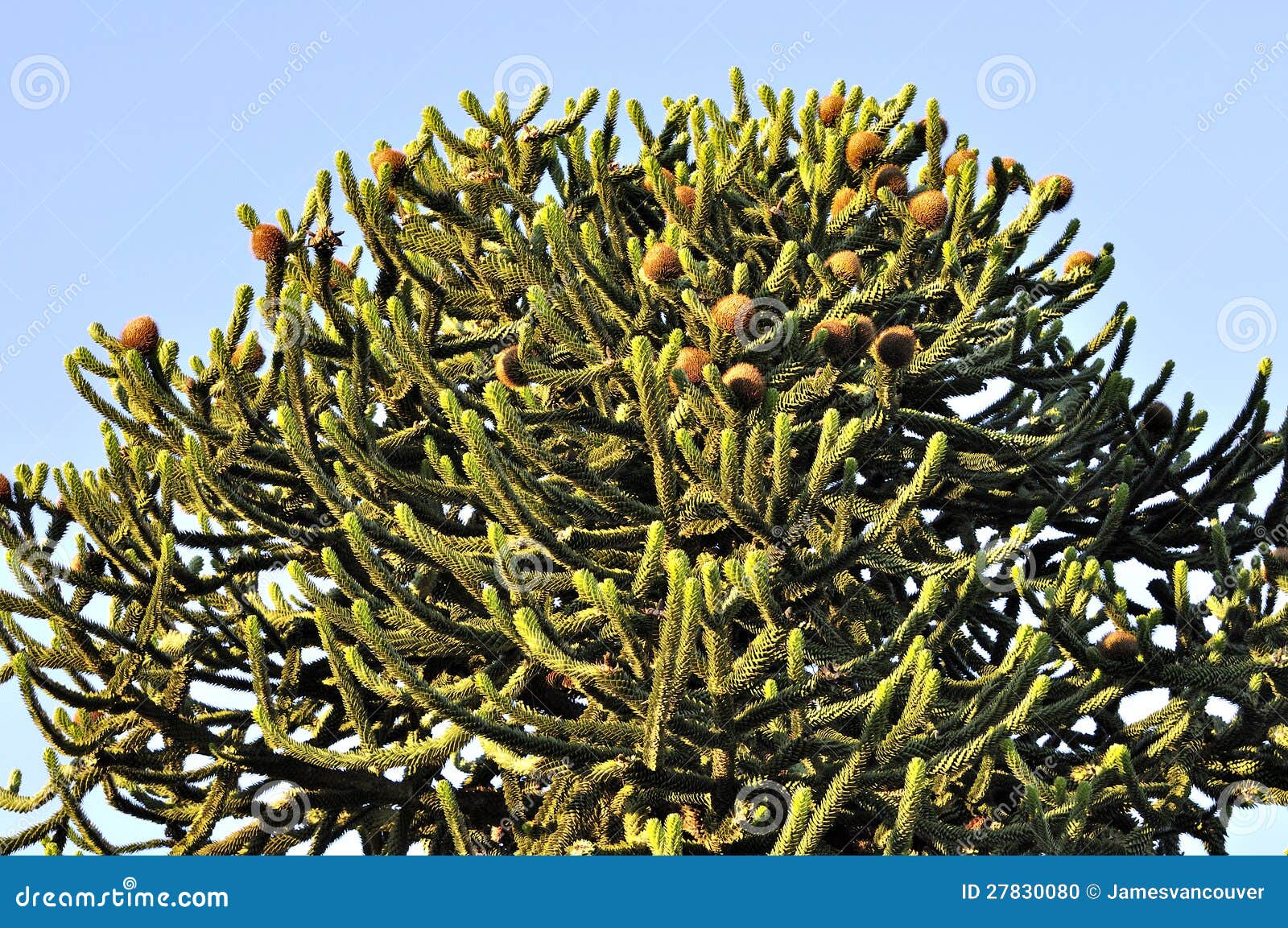 Top of Monkey Puzzle Tree at Sunset Stock Photo - Image of grow ...
