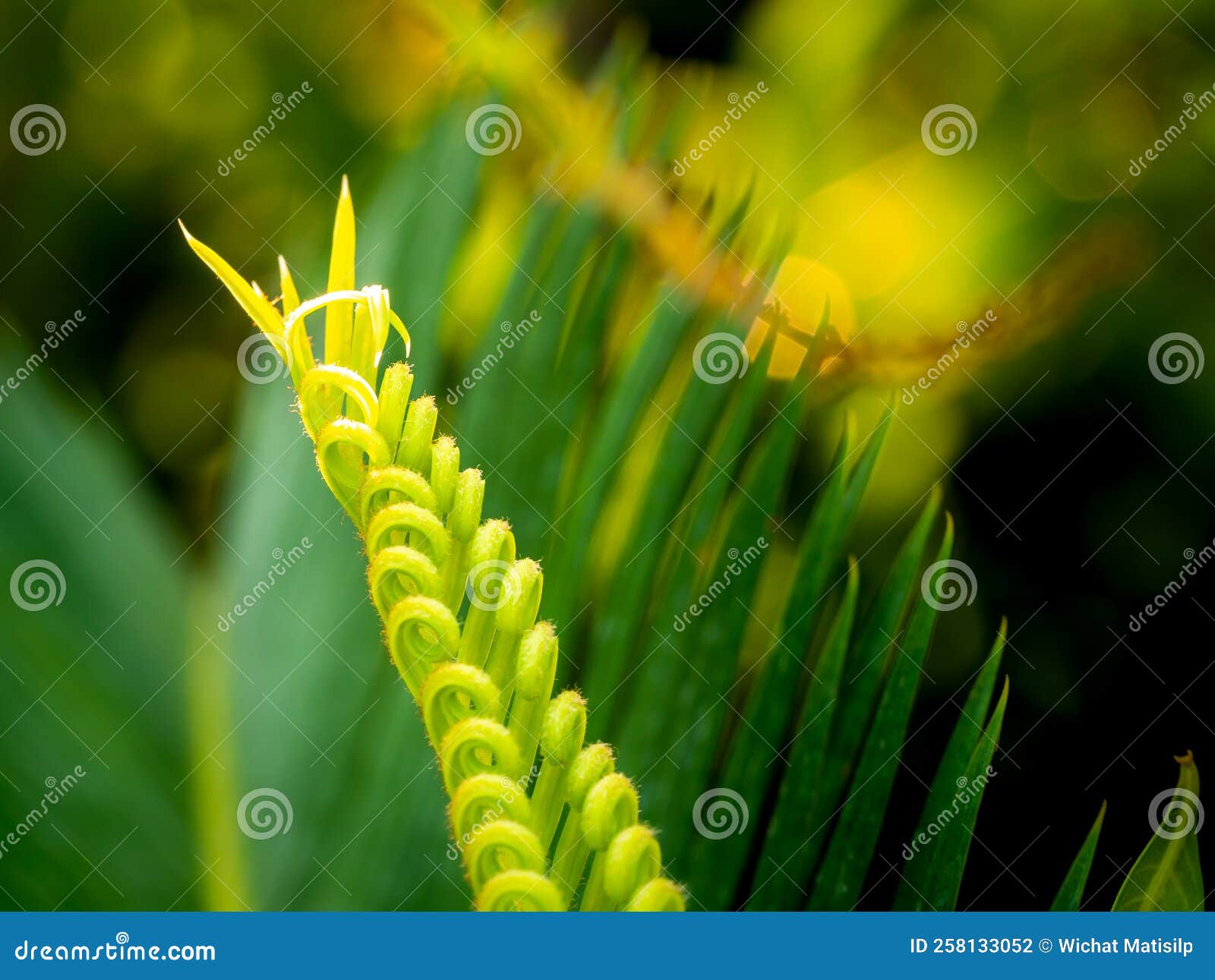 Top of New Leaves of Sago Palm Curls a Loop Unfolding Stock Photo ...