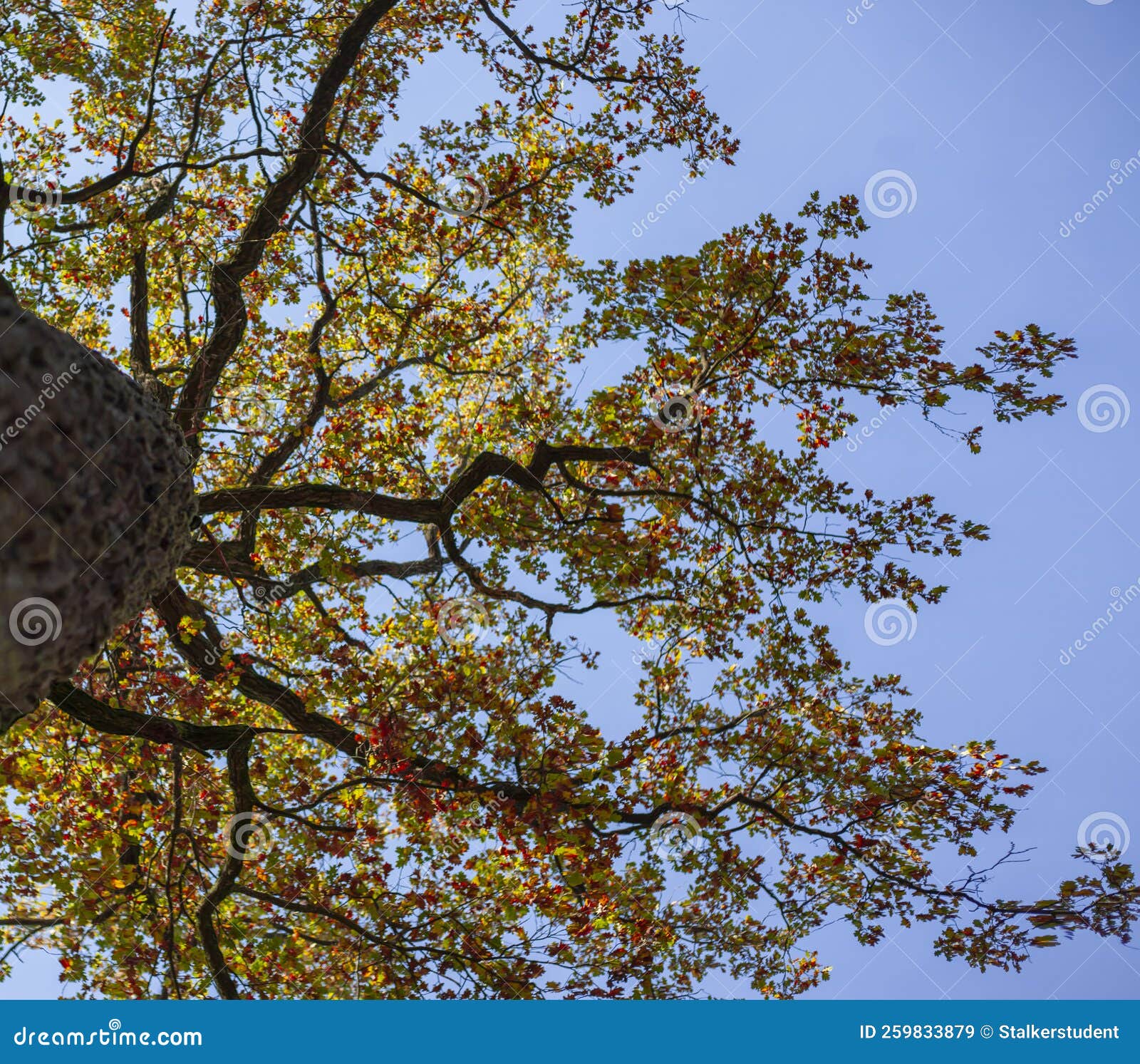 The Top of an Oak Tree from Below on the Mountain. Selective Focus ...