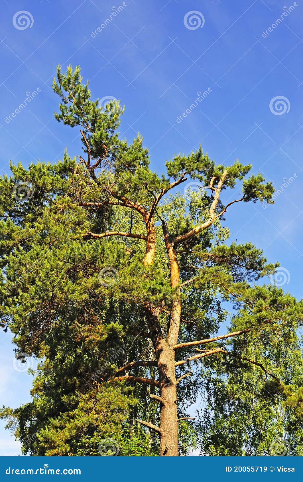 Top of old pine tree stock image. Image of brown, backgrounds - 20055719