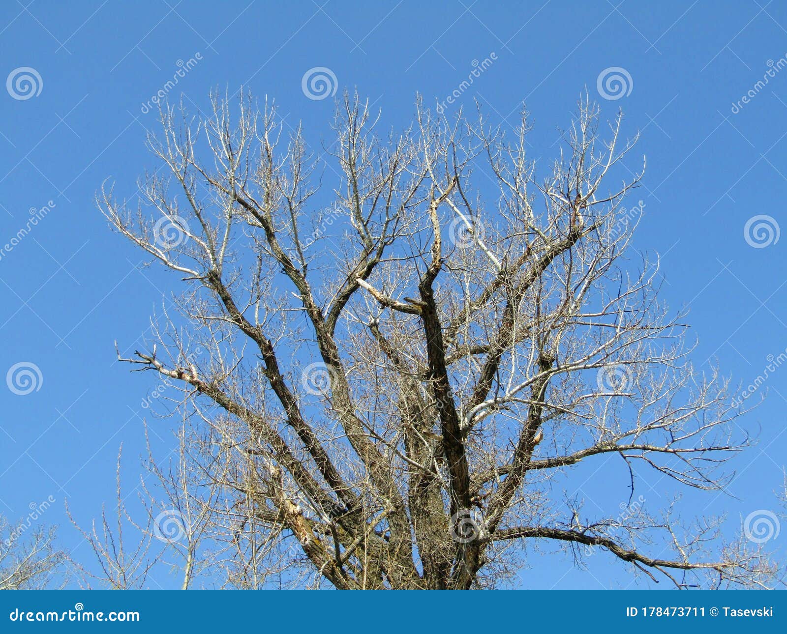 Top of an Old Poplar Tree Canopy Stock Image - Image of life, design ...