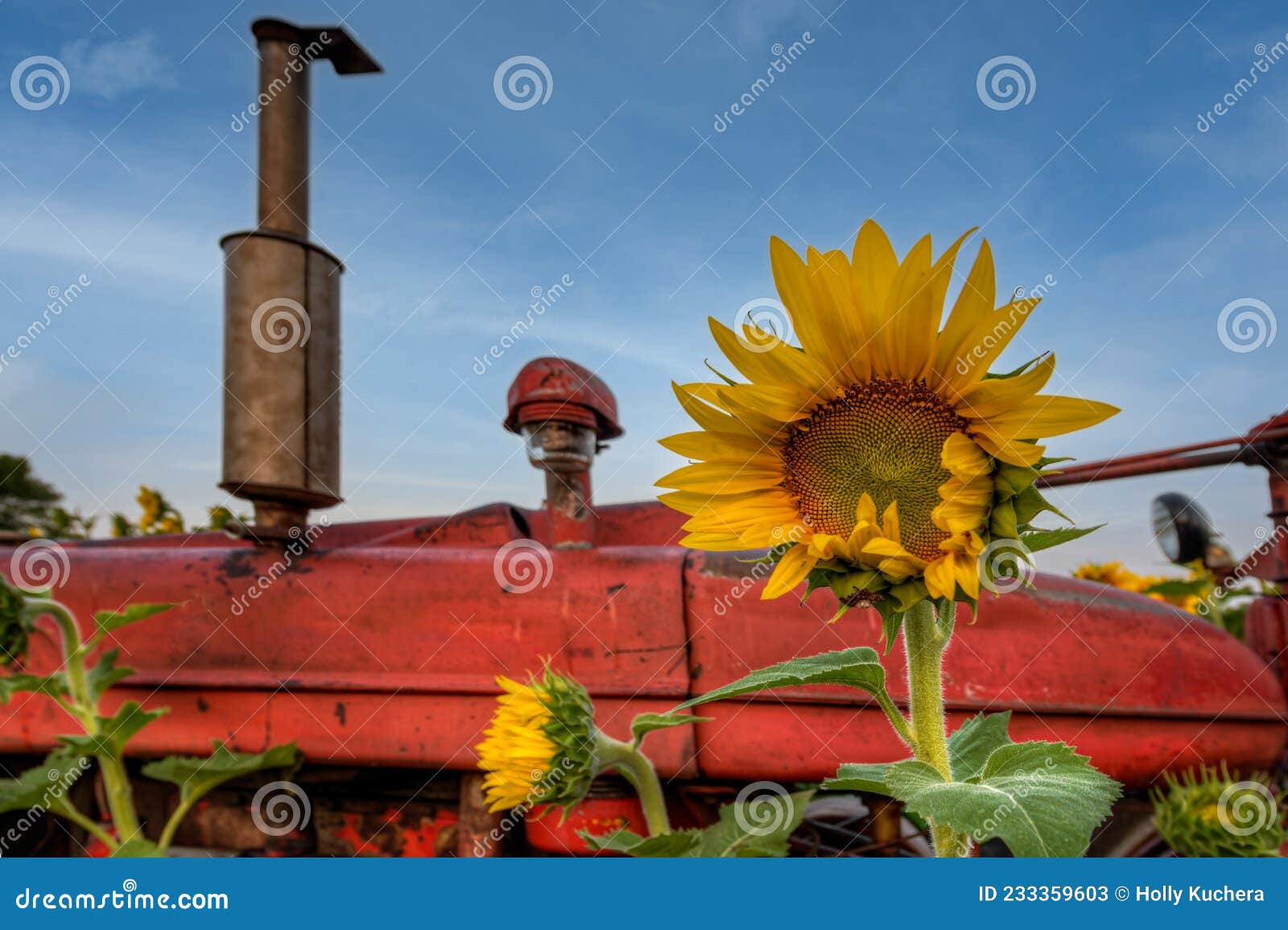 Top of Old Tractor and Sunflower in Field Stock Image - Image of ...