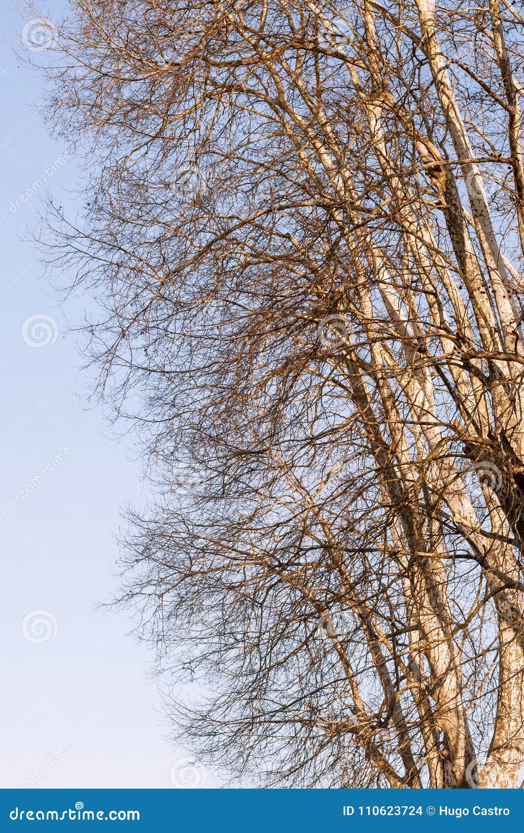 Trees With No Branches Stock Photography | CartoonDealer.com #139040780