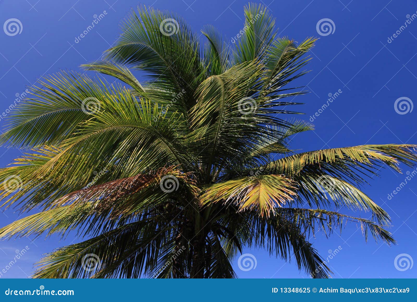Top of palm tree stock image. Image of tropics, pacific - 13348625