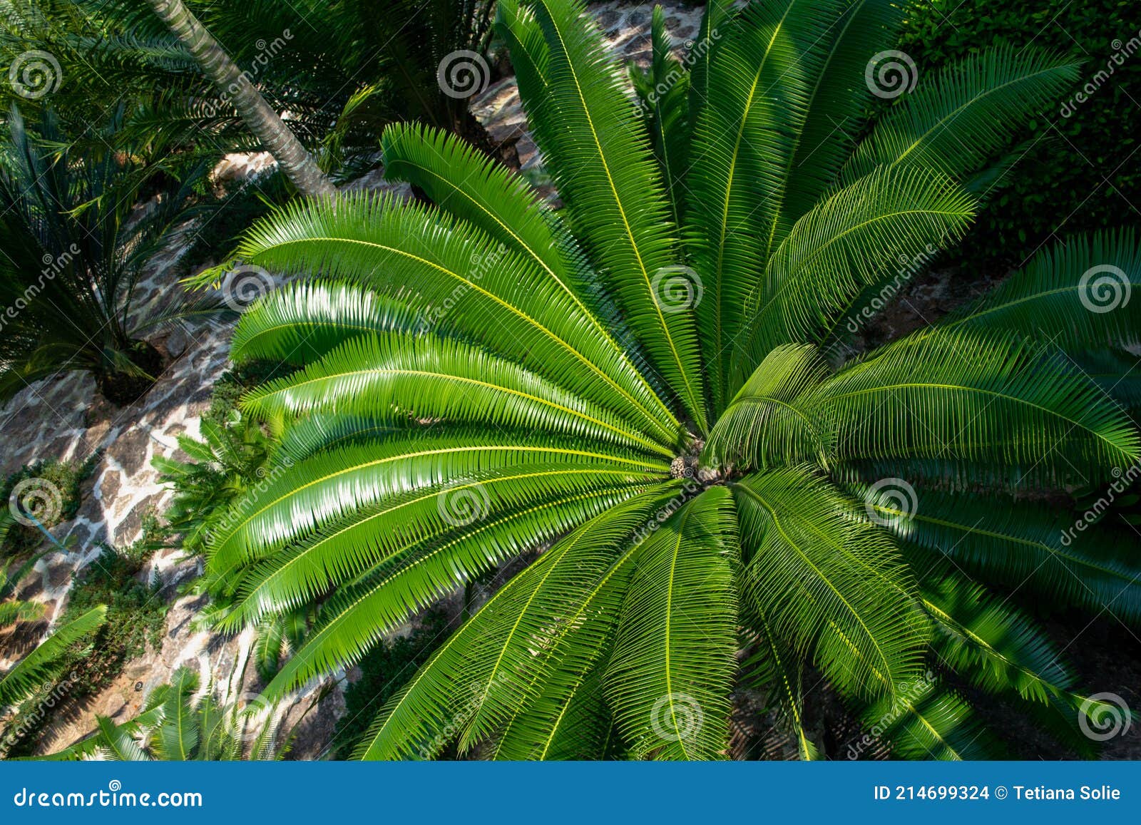 Top of palm tree stock photo. Image of background, landscape - 214699324