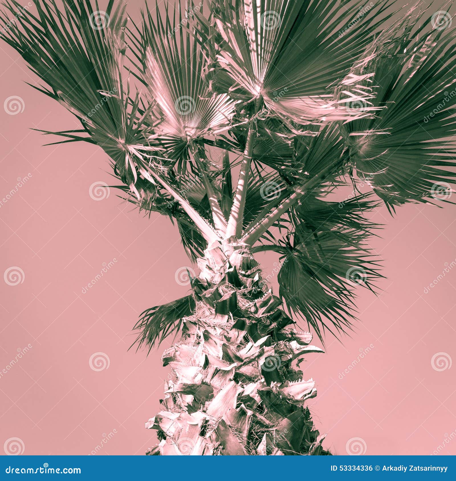 Top of Palm Tree. Split Tone. Stock Photo - Image of square, tree: 53334336
