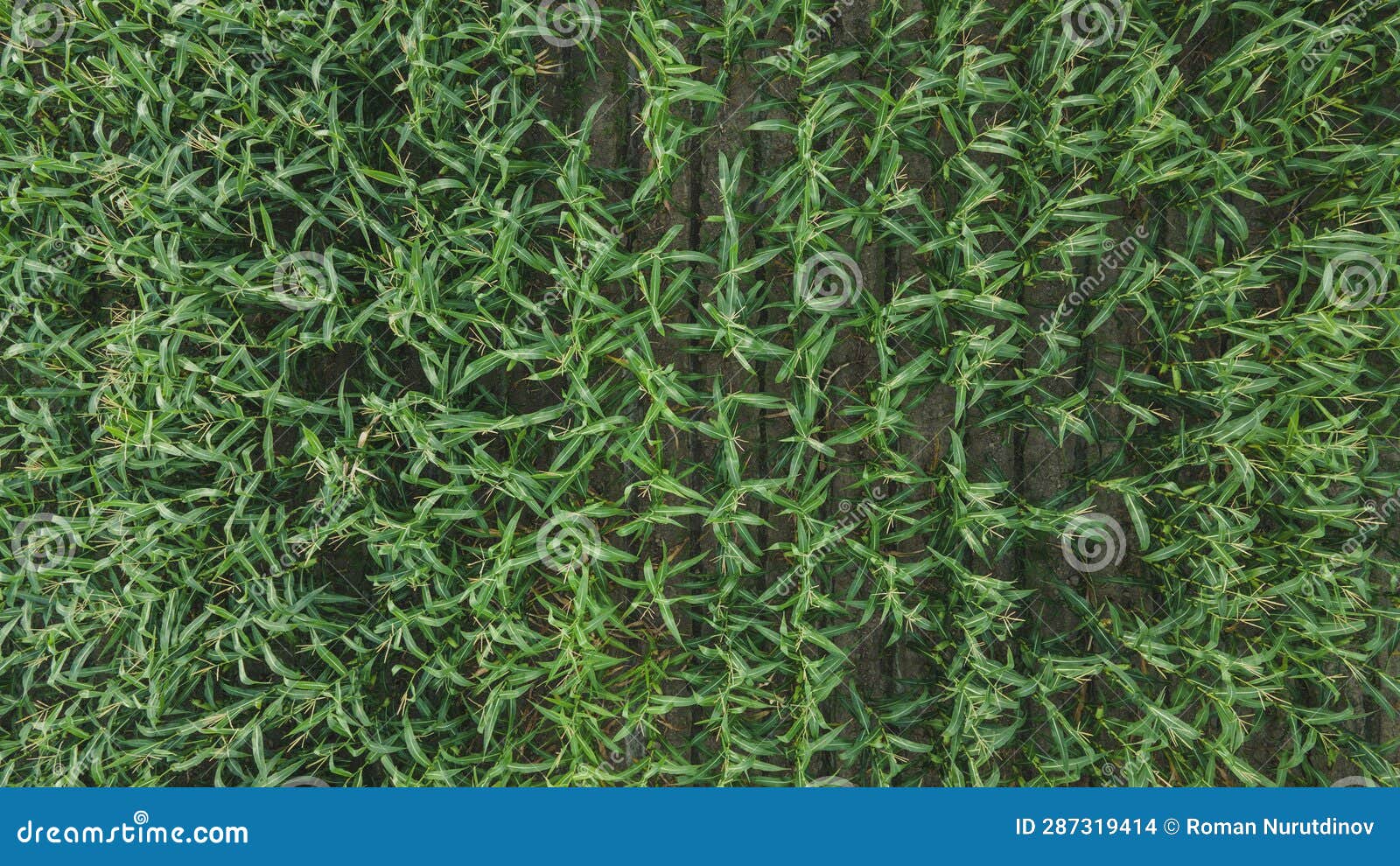 Top Part of Bushes of Corn Rows Stock Photo - Image of cultivate ...