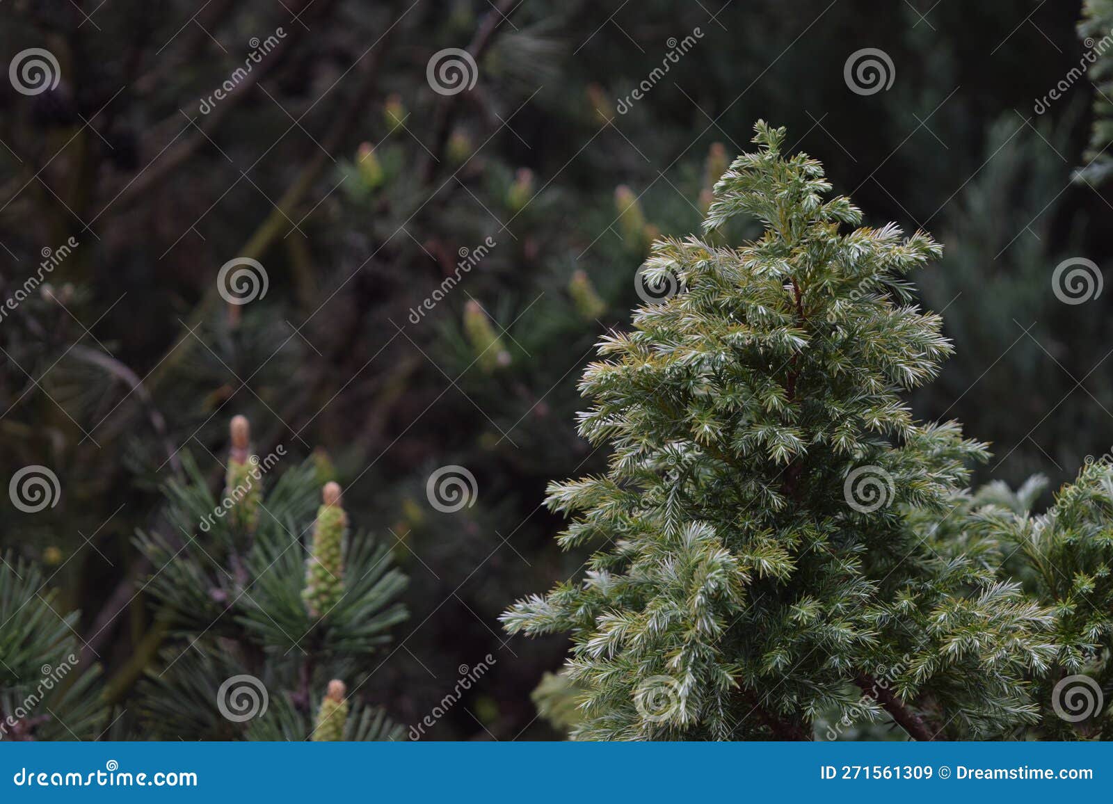 Top Part of a Conifer in the Garden Stock Image - Image of gardening ...
