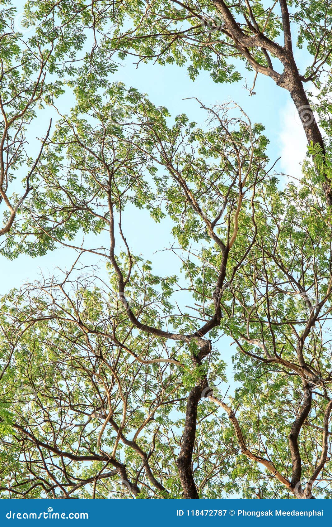 Top Part of Green High Tree in Forest. Stock Image - Image of scene ...