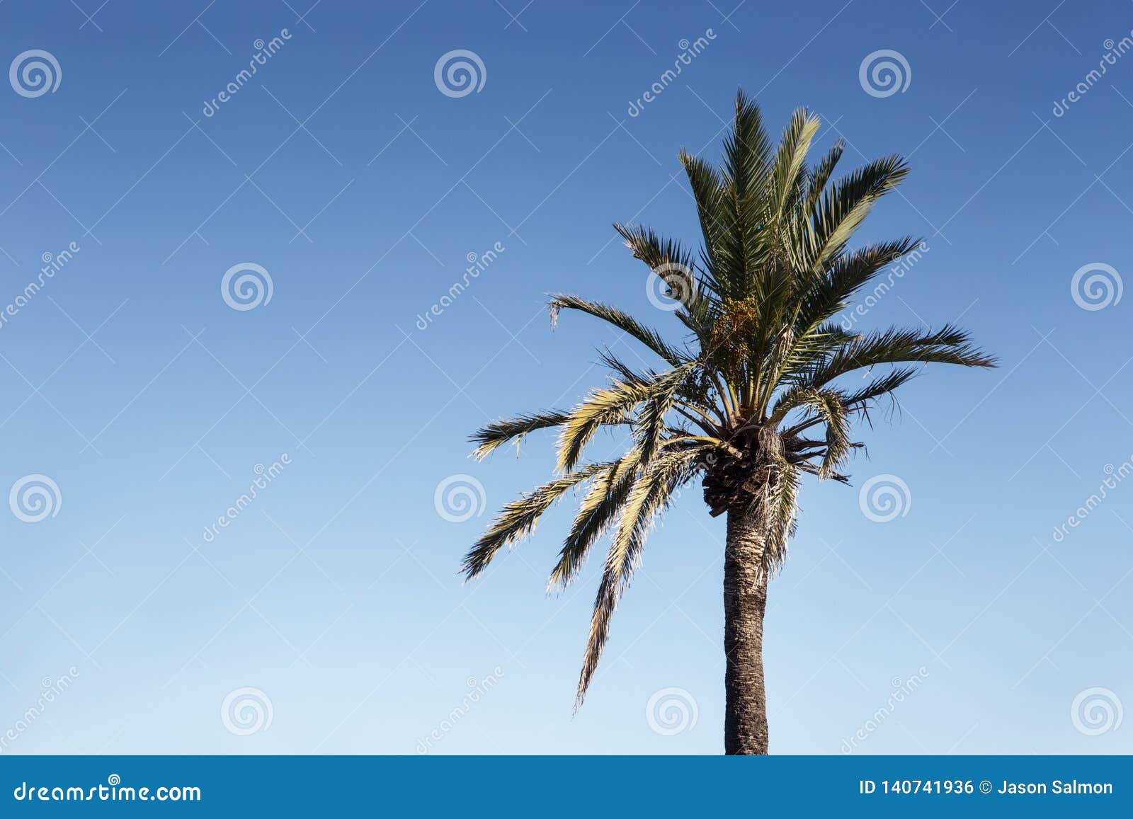 Top part of a palm tree stock photo. Image of high, nature - 140741936