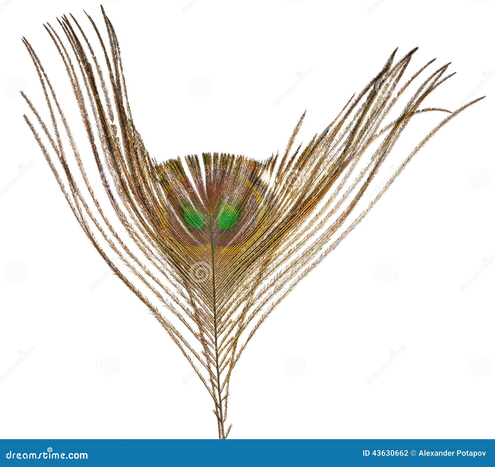 Top Part of Peacock Feather Stock Photo - Image of blue, object: 43630662