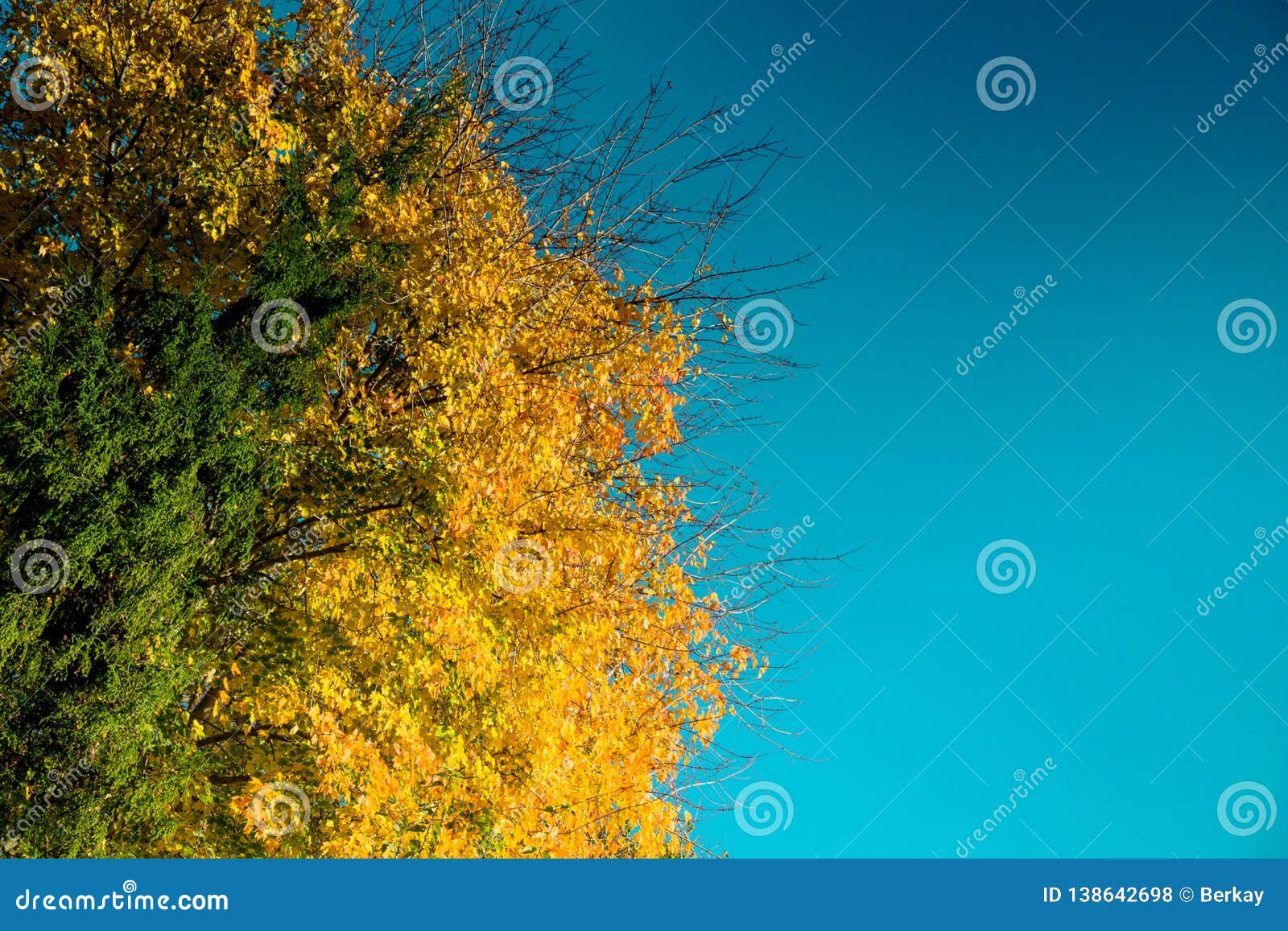 Top View Tree Leaves with Branches Growing in Botanical Park Stock ...