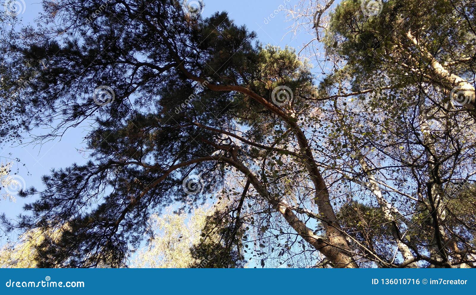Top Pf Trees on the Blue Sky Stock Photo - Image of trees, clouds ...
