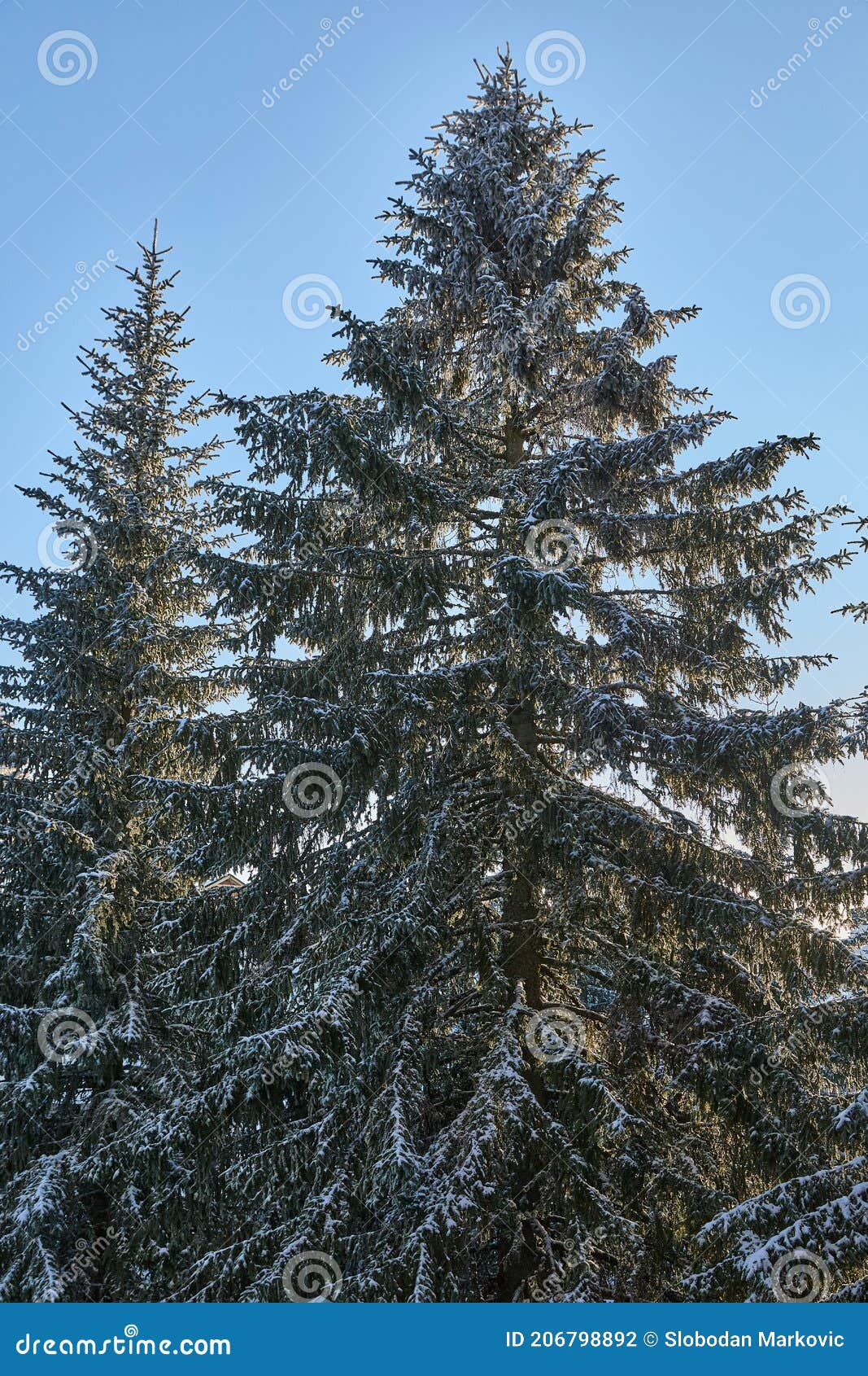 Top of the Pine Tree on Winter Day Stock Photo - Image of snowy ...