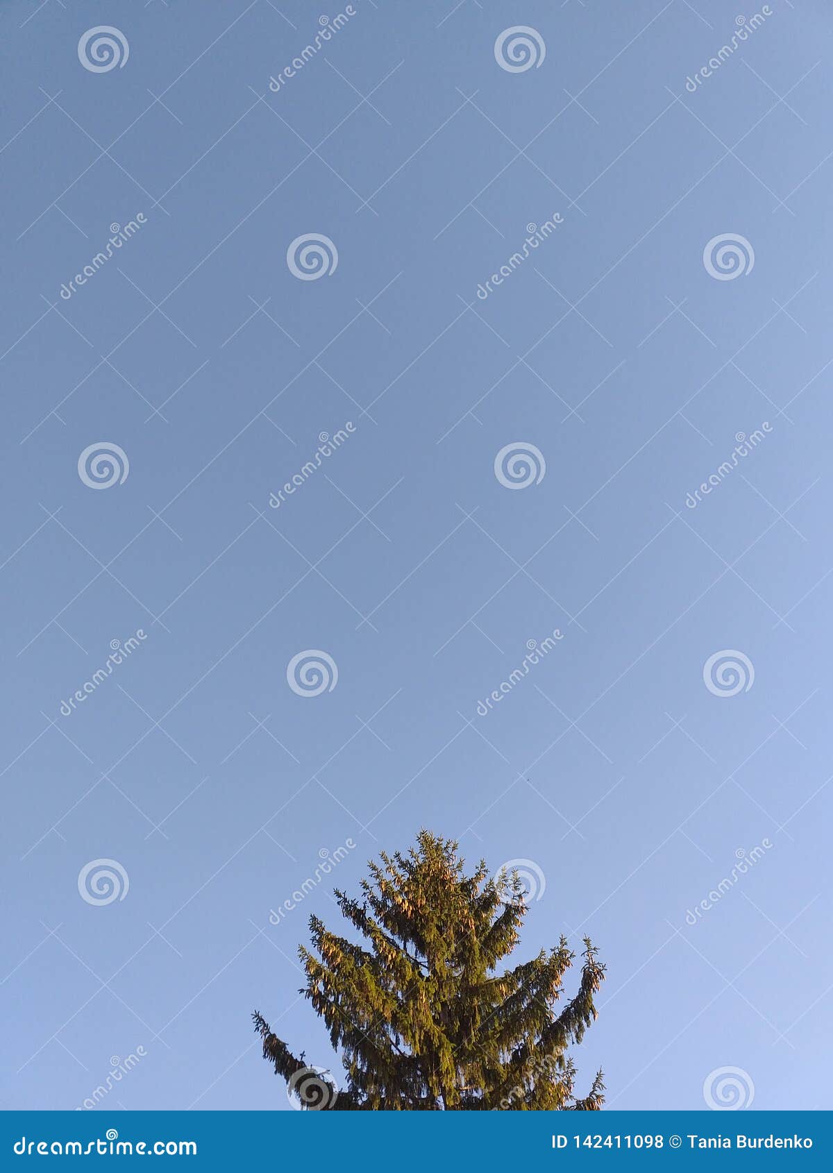Pine tree in the sky stock photo. Image of leaves, small - 142411098