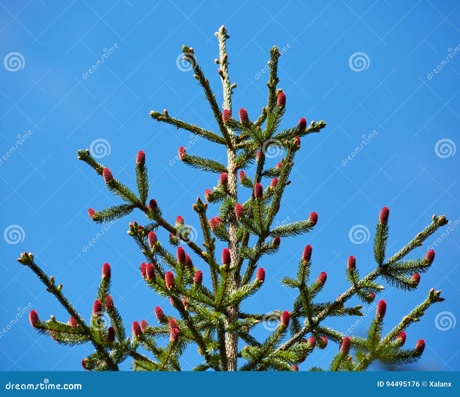 Red pine cones in the tree stock photo. Image of spruce - 94495176