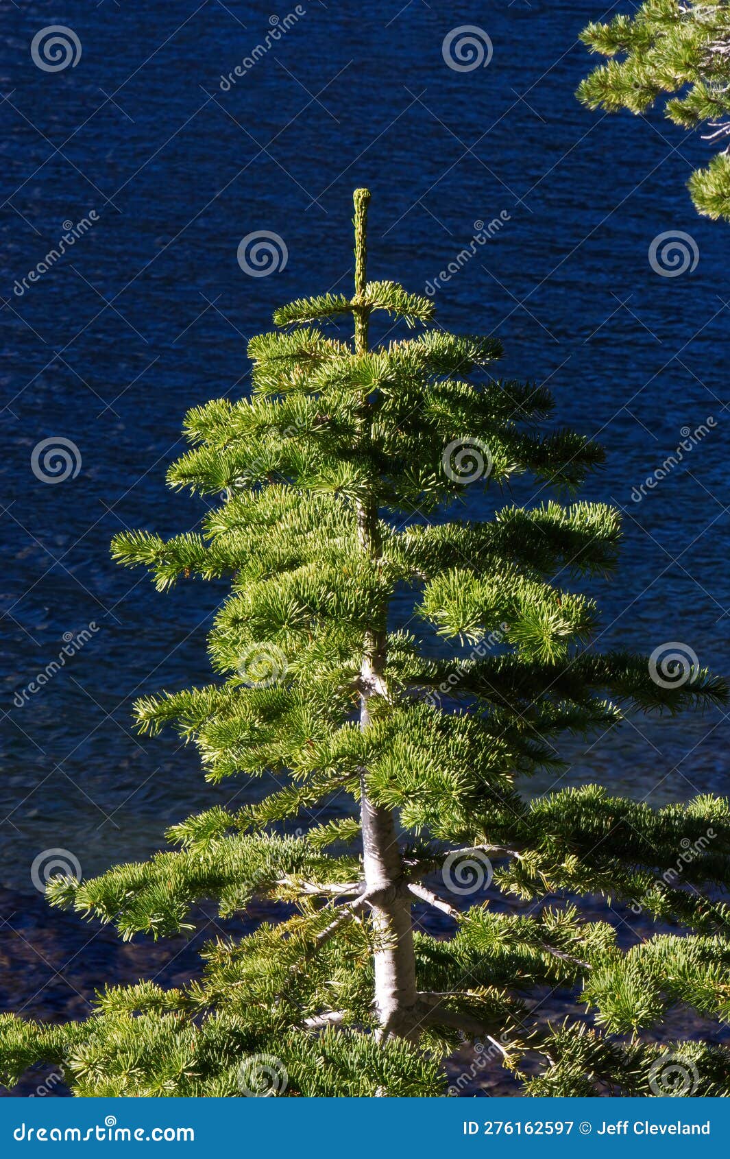 Top of Pine Tree with Side Light and Lake Background Stock Image ...