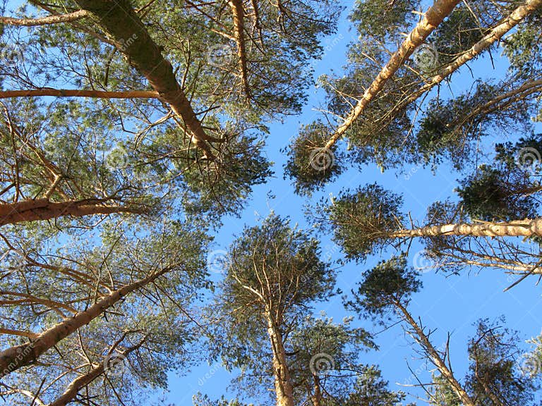 Top of pine trees stock photo. Image of country, calm - 4707784