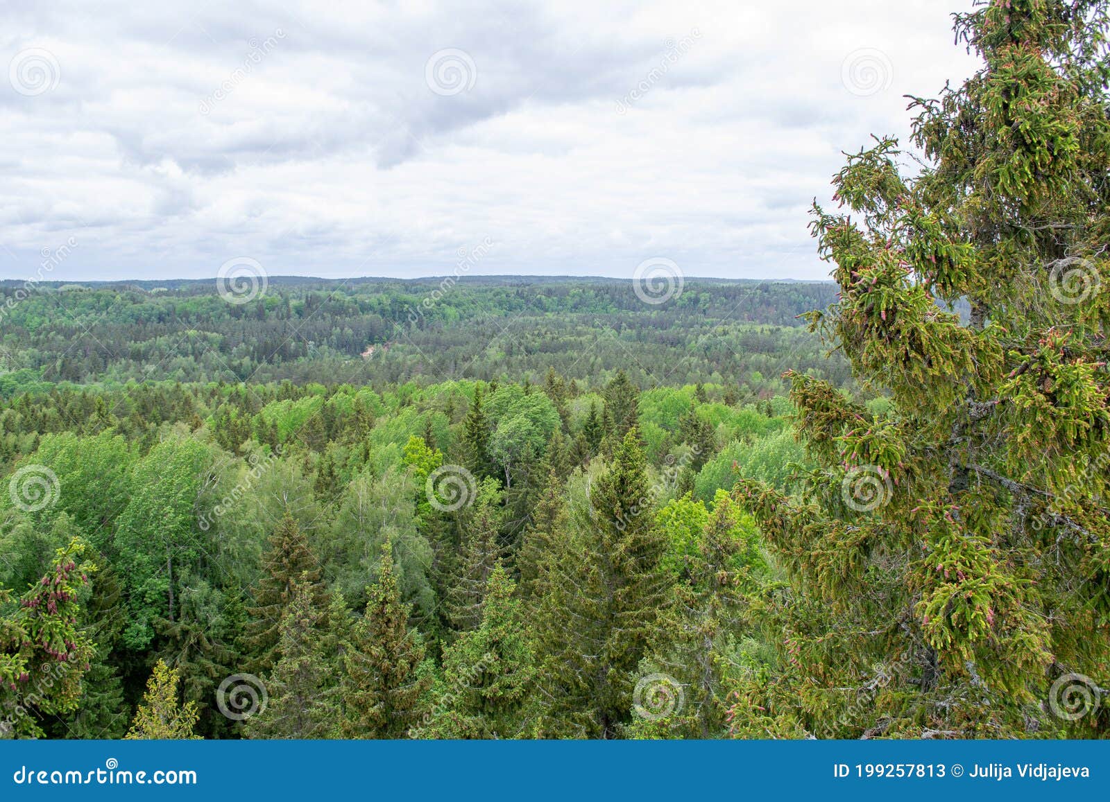 Top of Pine Trees. Forest Top View Stock Image - Image of plant, green ...