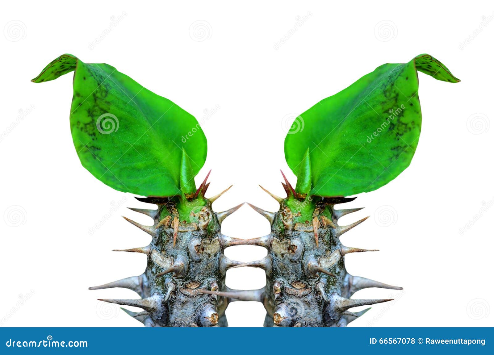 Top Poi Sian flowers stock photo. Image of bloom, spring - 66567078